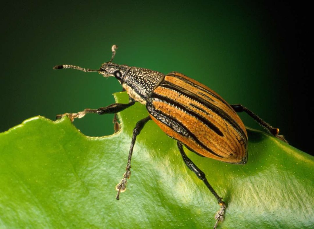 Cockroaches vs Beetles (6 Easy Ways To Tell With Pictures) | Bug Buster HQ