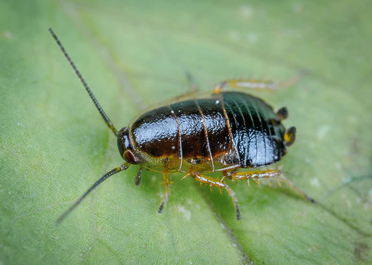 What Do Cockroaches Eat Ultimate Guide Bug Buster HQ What Do Cockroaches Eat Ultimate Guide Bug Buster HQ