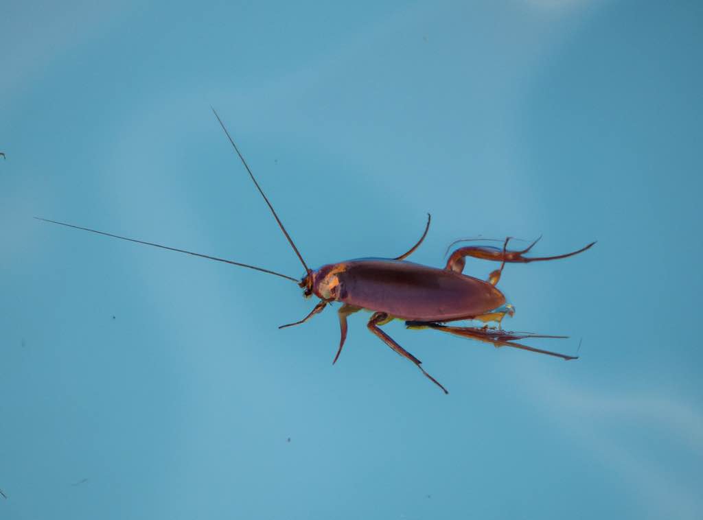 Can Cockroaches Swim? Get the Facts Now | Bug Buster HQ