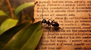Learn How Do You Say Ant in Spanish - Your Guide to Spanish Vocabulary